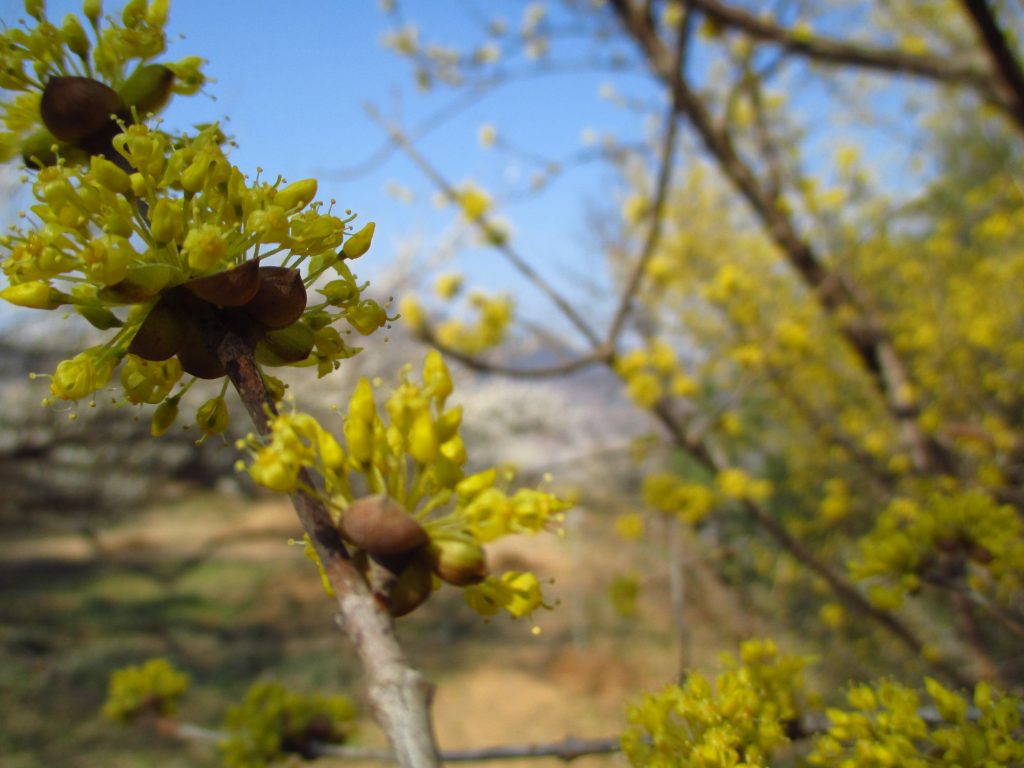 Fantastic Blooms and Where to Find Them - Gwangju News