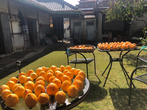 The Legendary and Powerful Gotgam : How to Make Dried Persimmons ...